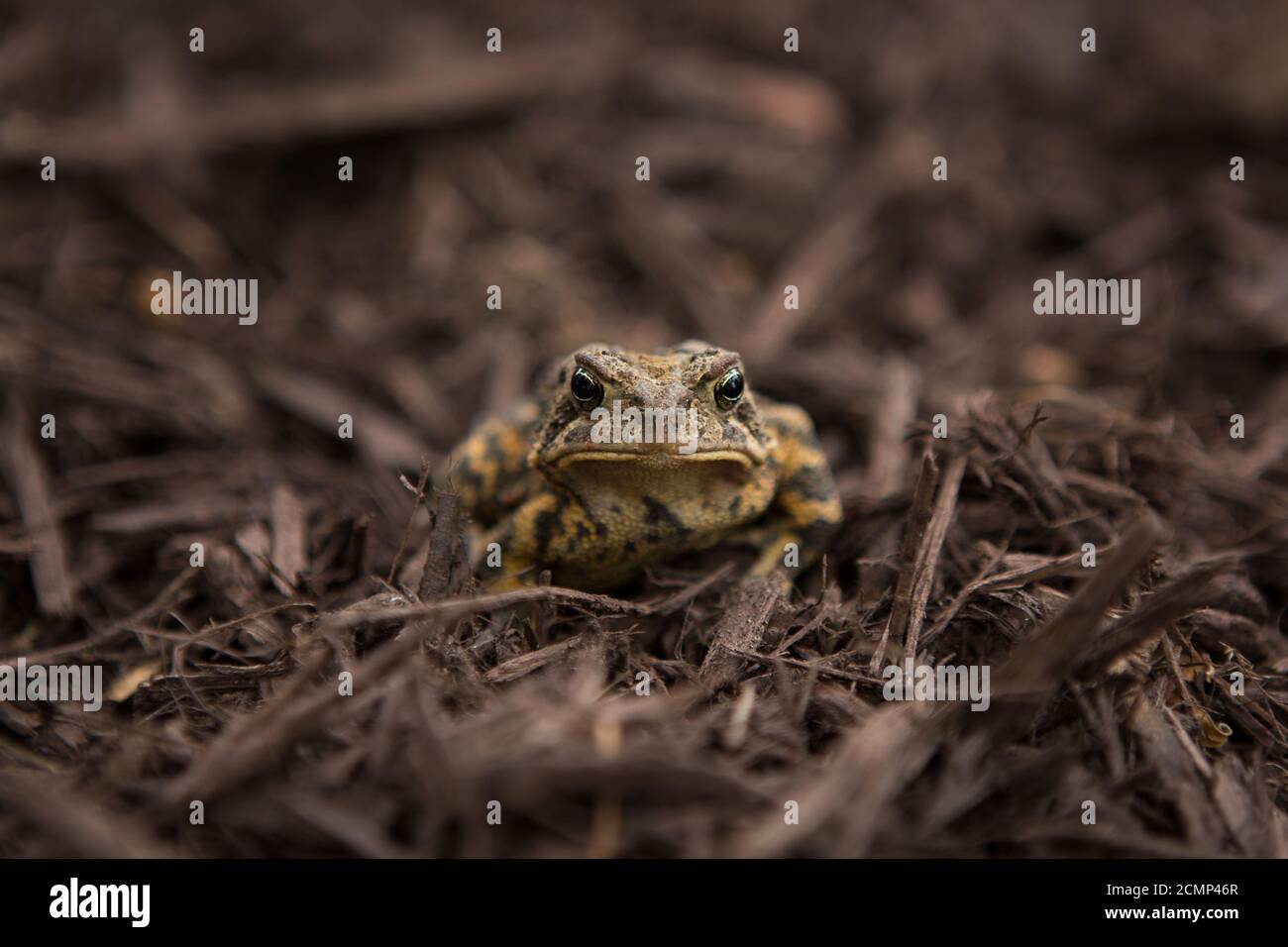 Toad sitting in mulch Stock Photo - Alamy
