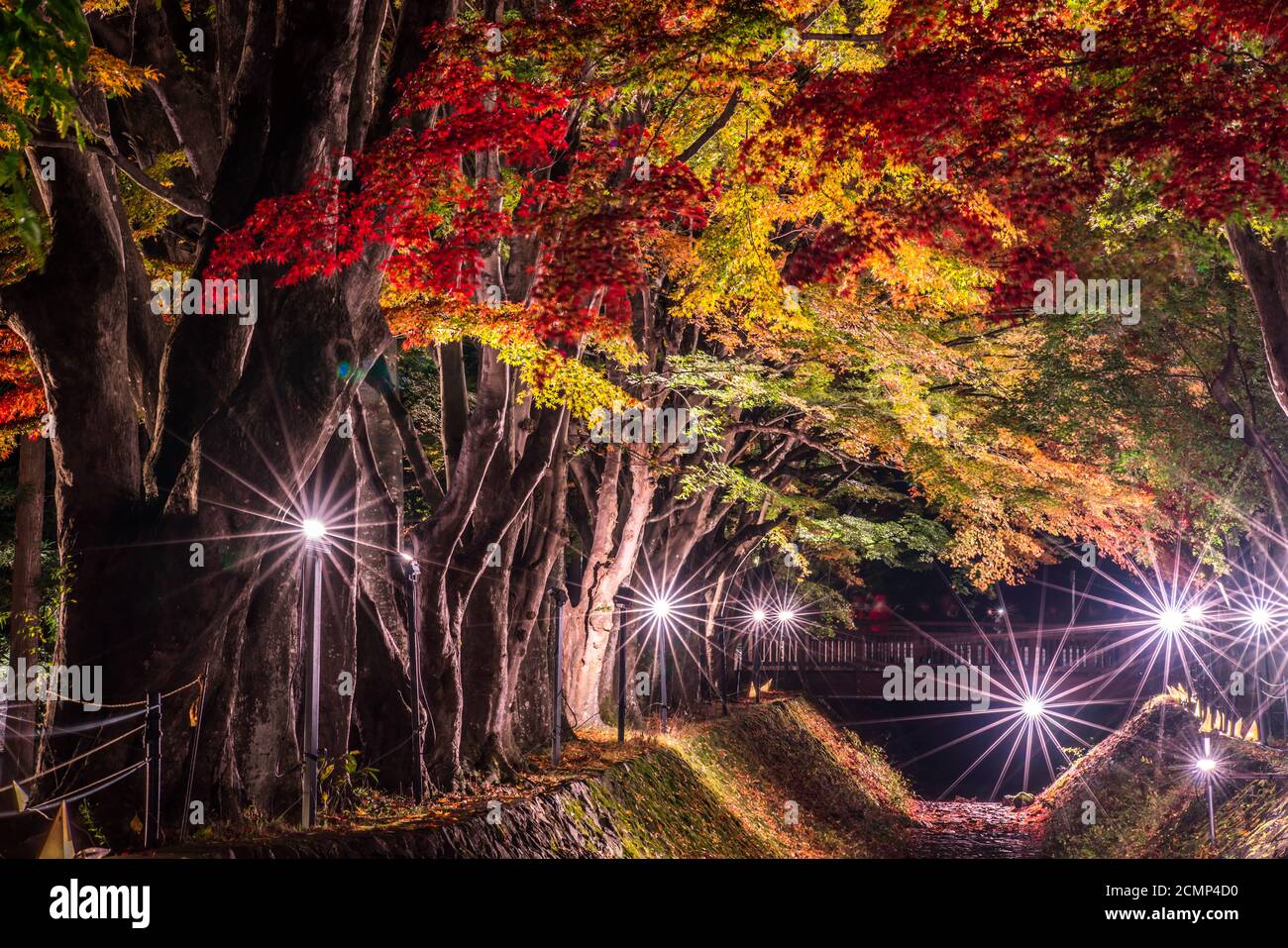 Night display of the colorful trees in autumn at Fujikawaguchiko next ...