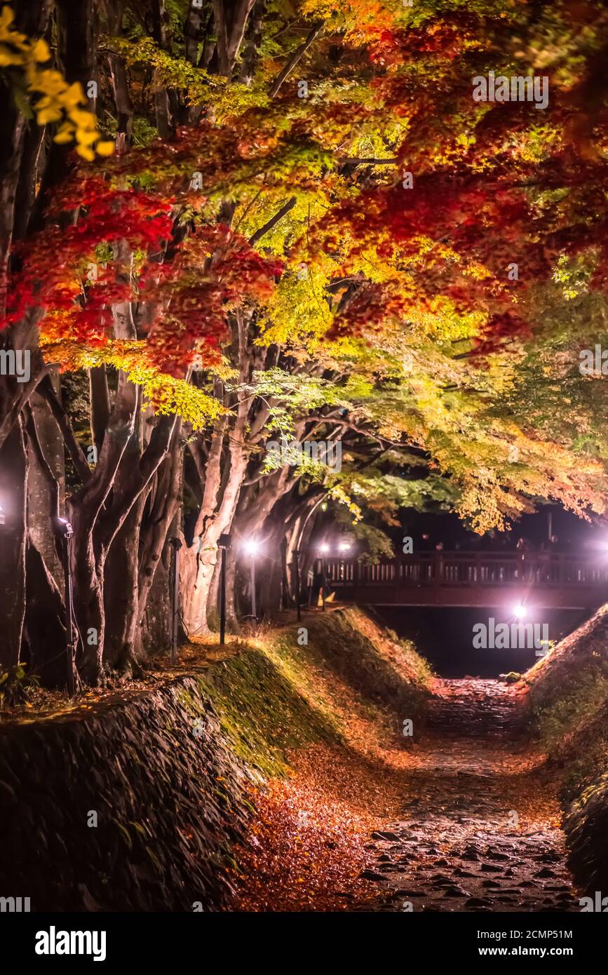 Night display of the colorful trees in autumn at Fujikawaguchiko next ...