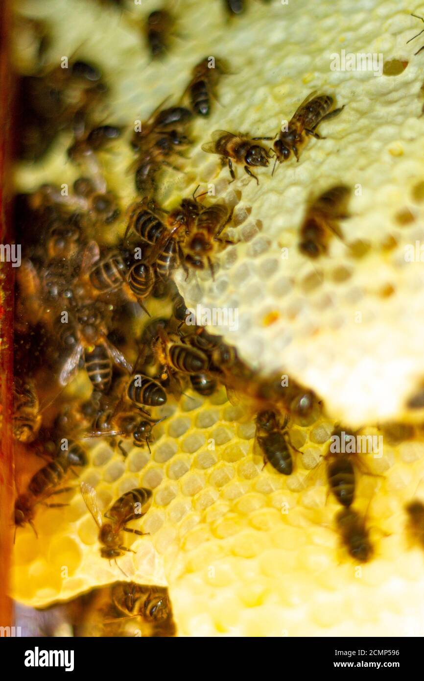 Bees on a honeycomb in a window of a house during the lockdown Stock ...