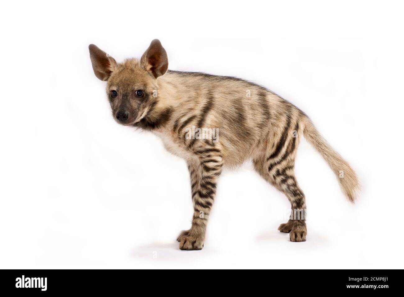 Hyaena hyaena Cut Out Stock Images & Pictures - Alamy