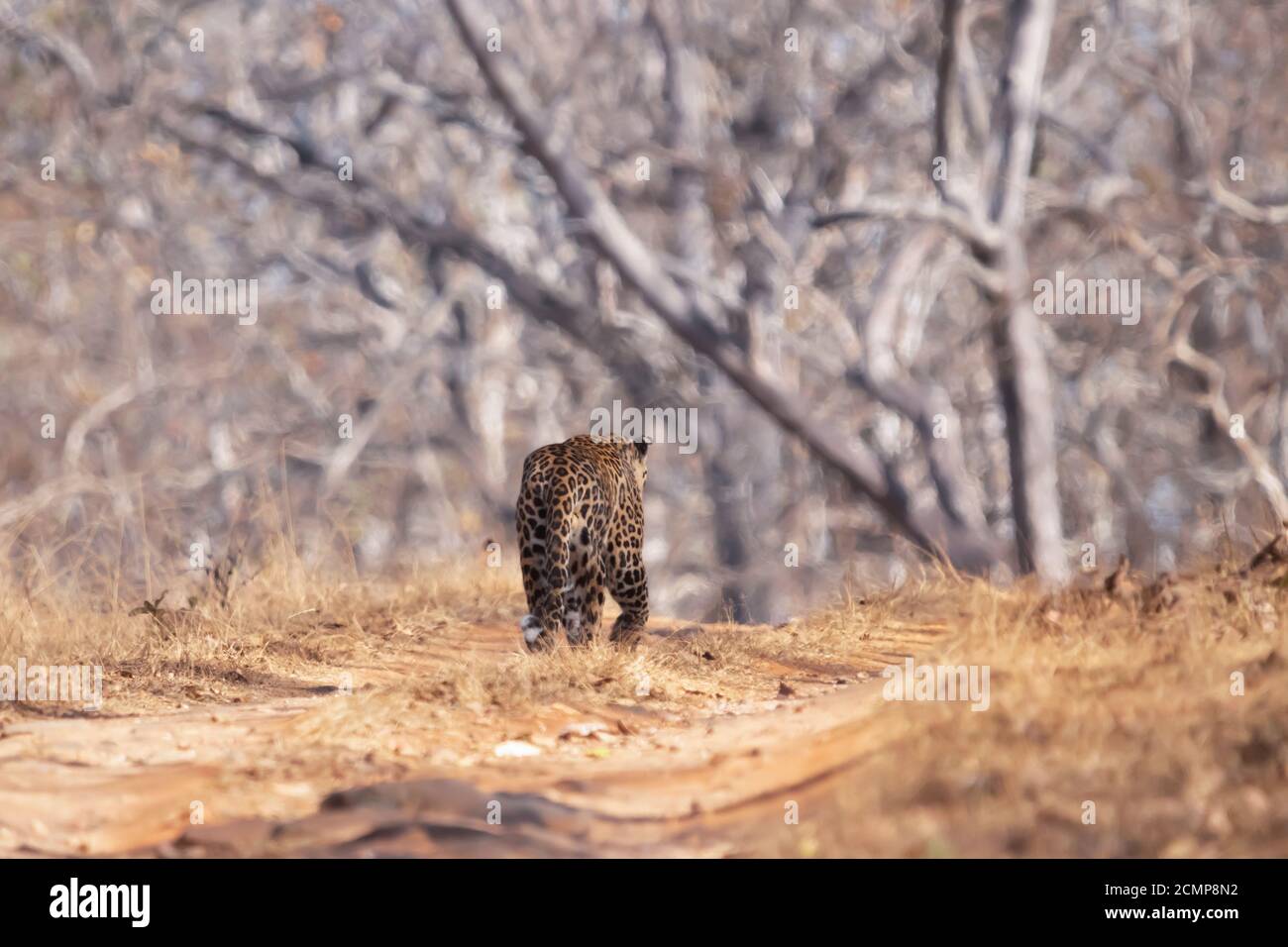 Leopard on way back to the Wild Stock Photo - Alamy