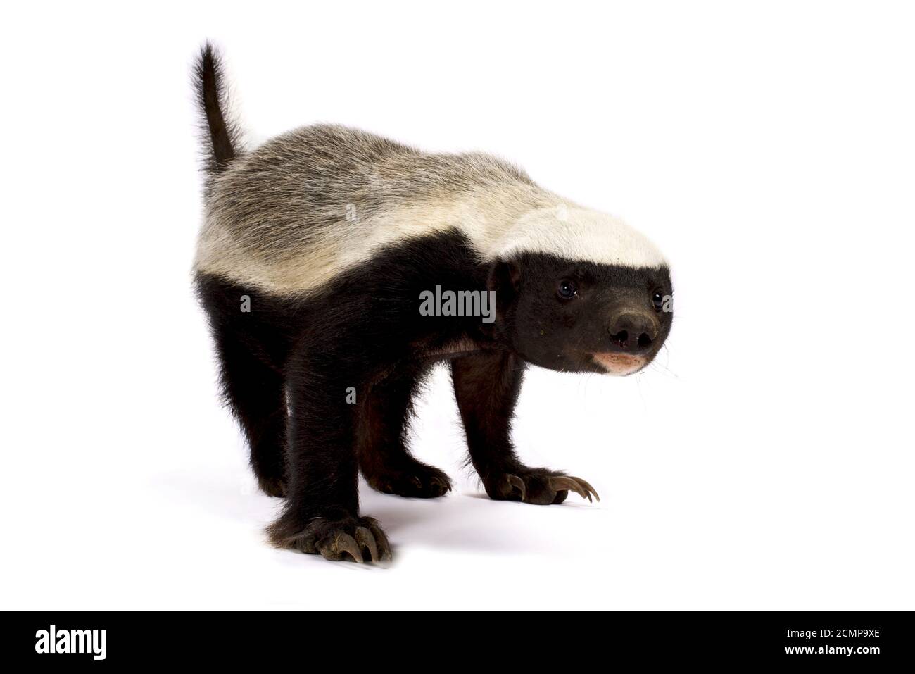 Honey badger hi-res stock photography and images - Alamy
