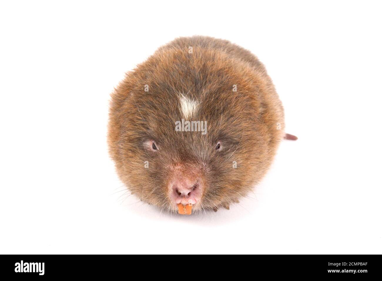 Bamboo rat (Cannomys badius Stock Photo - Alamy