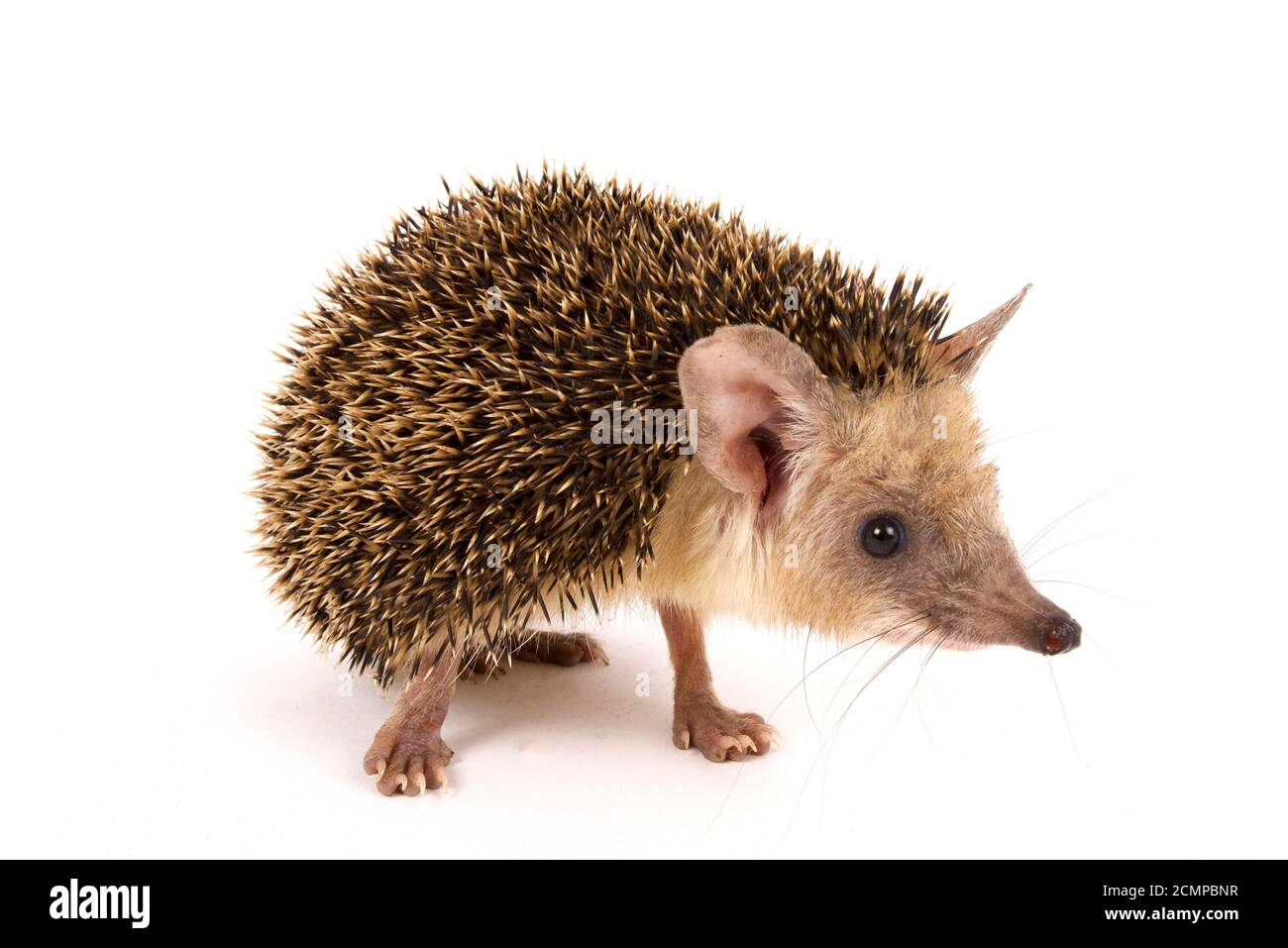 Long eared hedgehog hemiechinus hi-res stock photography and images - Alamy