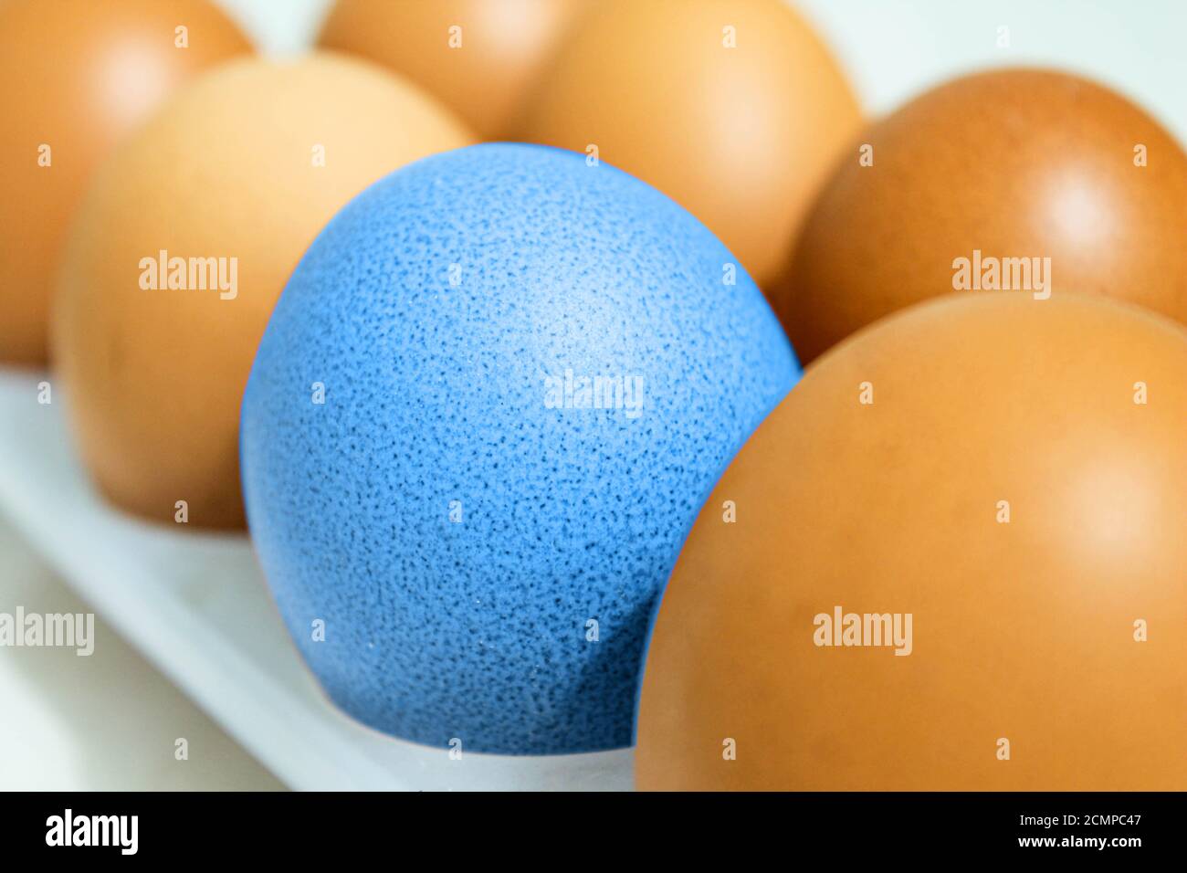 A blue chicken egg among the usual eggs in a tray Stock Photo - Alamy