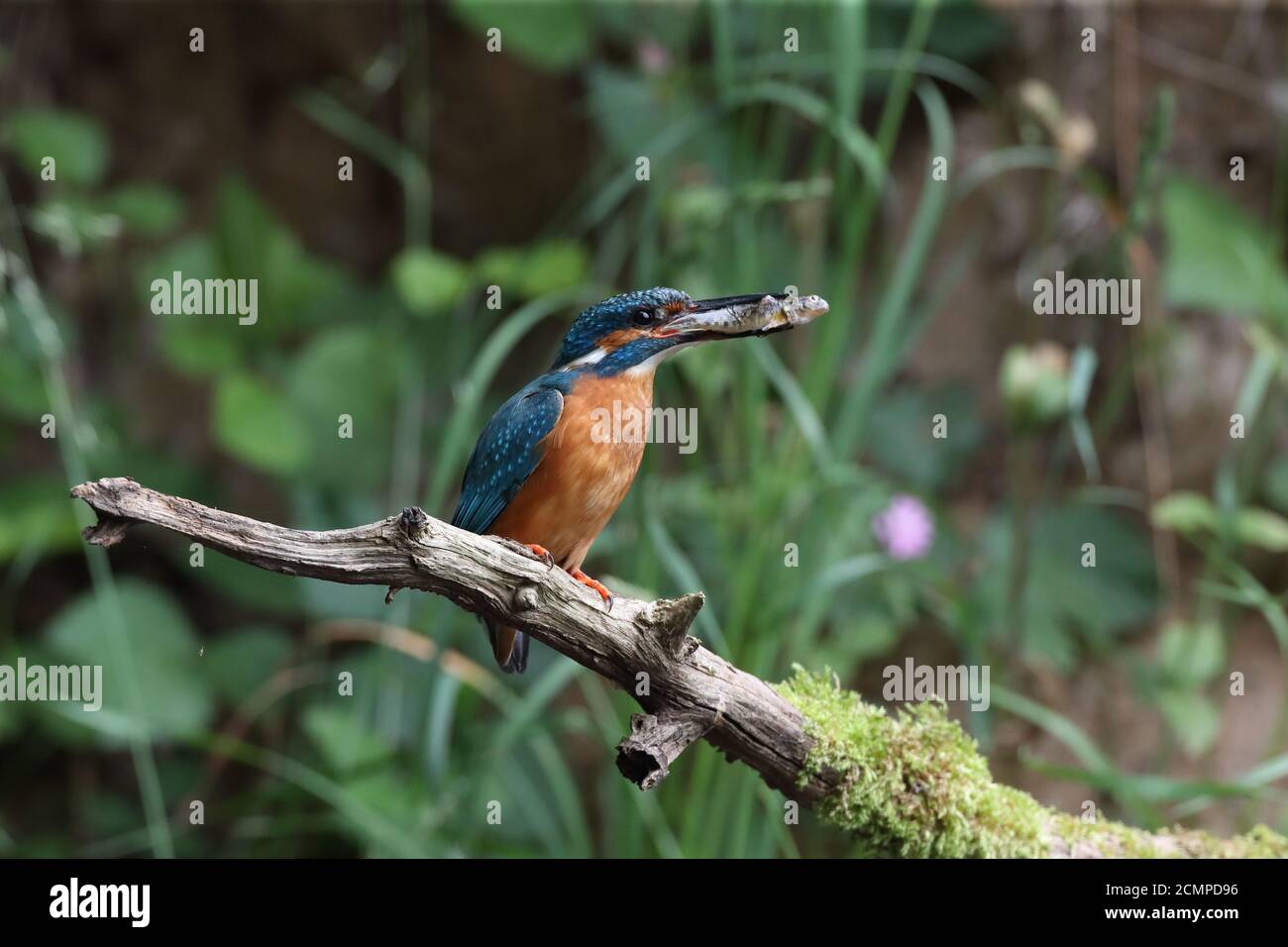 Common Kingfisher (Alcedo atthis), Eurasian kingfisher Stock Photo - Alamy