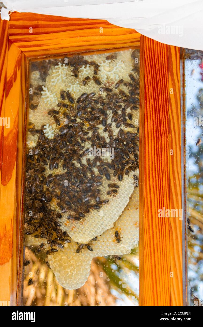 Bees on a honeycomb in a window of a house during the lockdown Stock ...