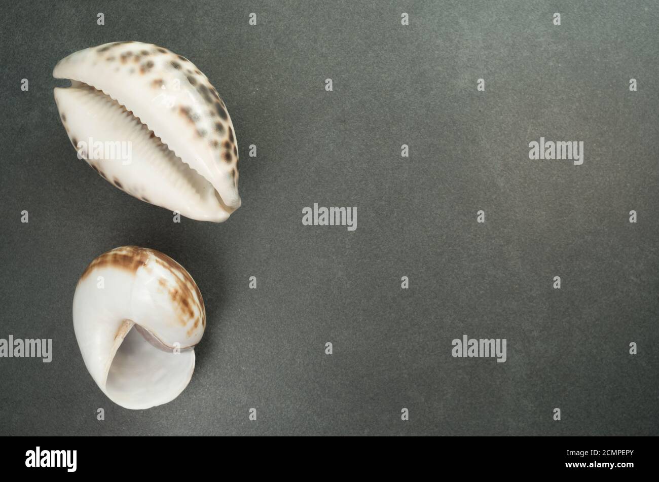 two sea shells on a stone background Stock Photo - Alamy
