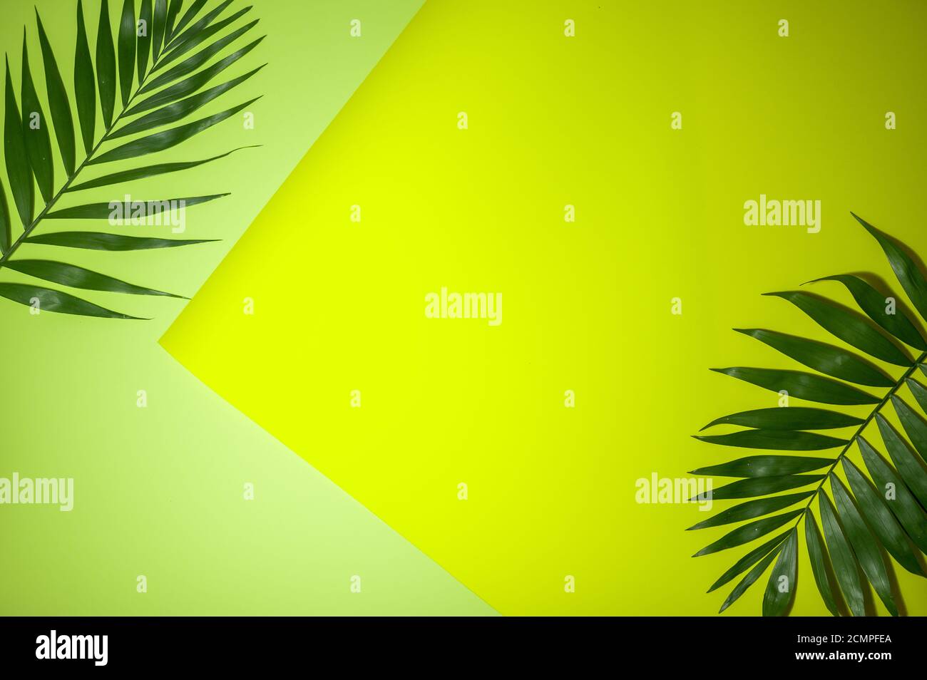 Jungle leaves frame hi-res stock photography and images - Alamy