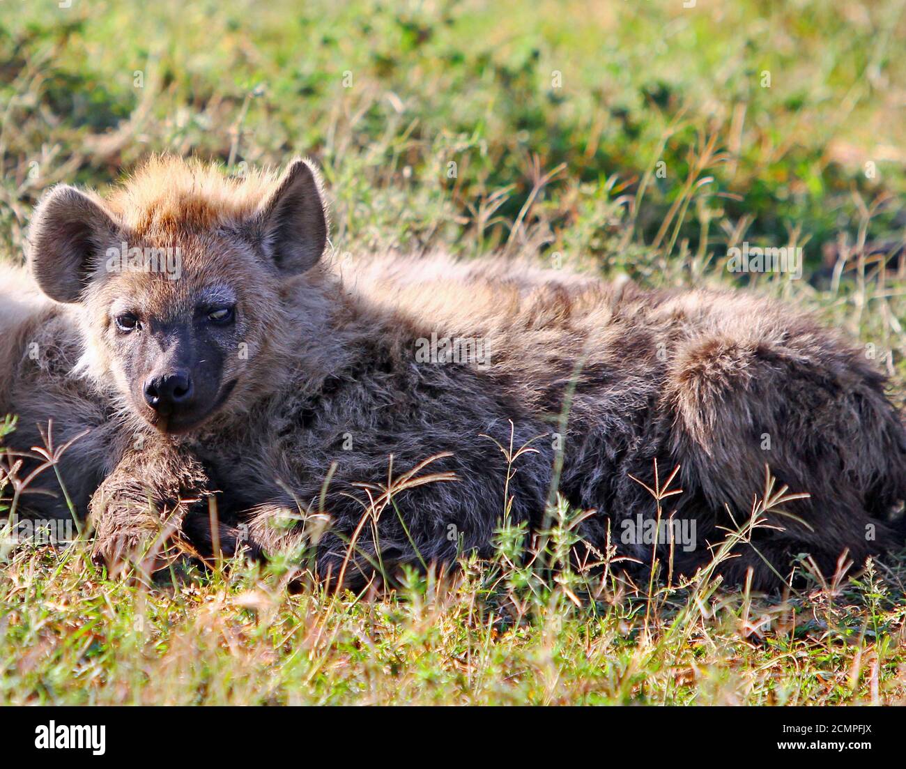 Young spotted hyena cub hi-res stock photography and images - Alamy