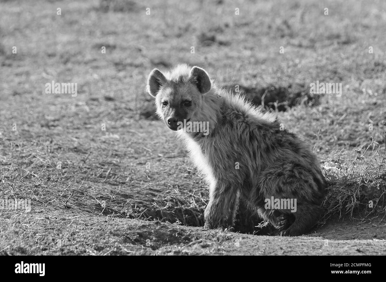 Resting hyena Black and White Stock Photos & Images - Alamy