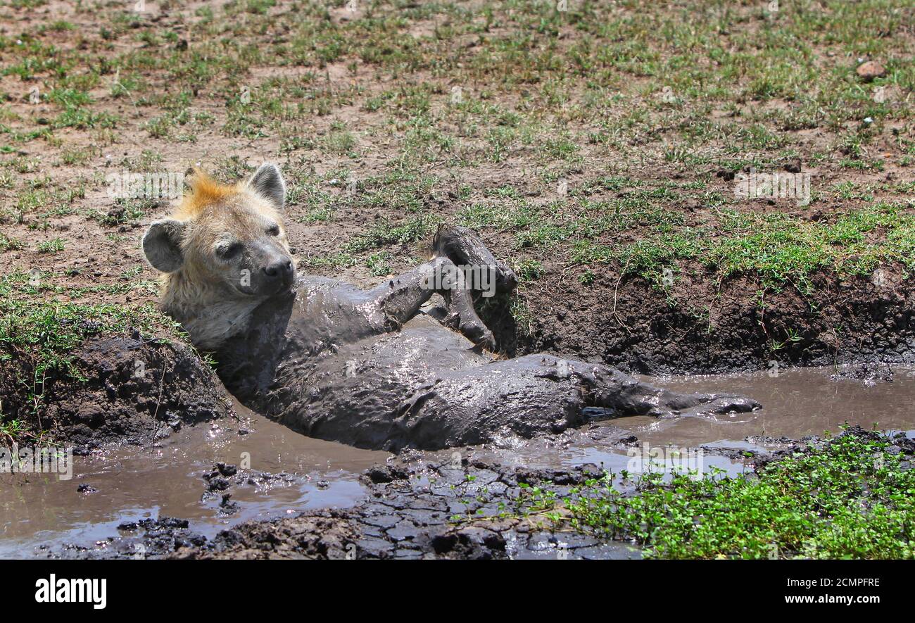 Laying in mud hi-res stock photography and images - Alamy