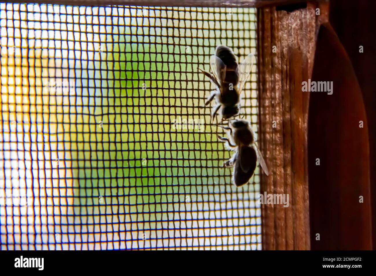A pair of bees inside a window trying to find the exit Stock Photo - Alamy