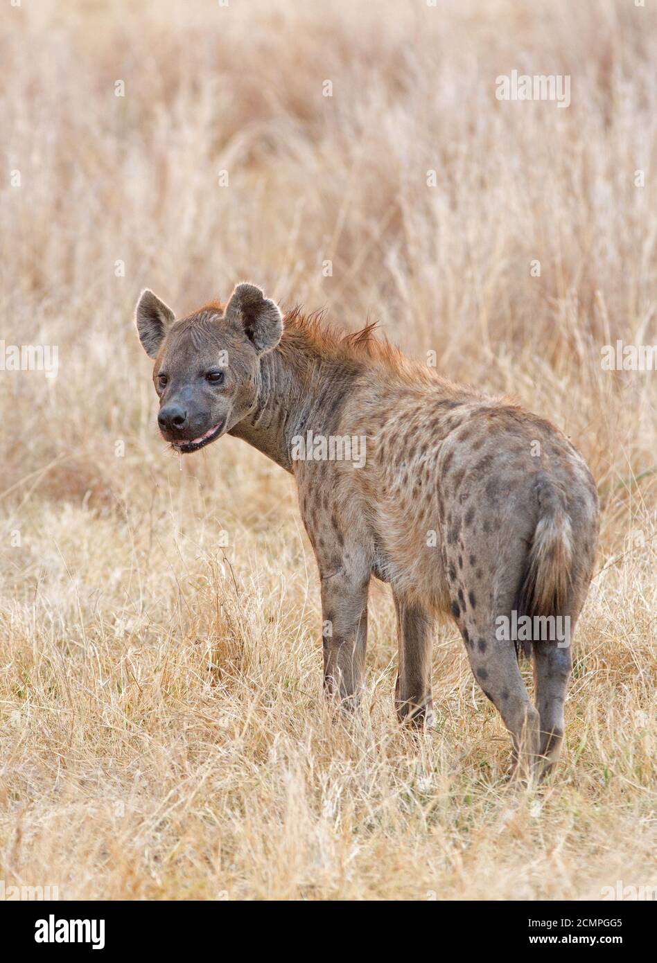 Hwange national park hyena hi-res stock photography and images - Alamy