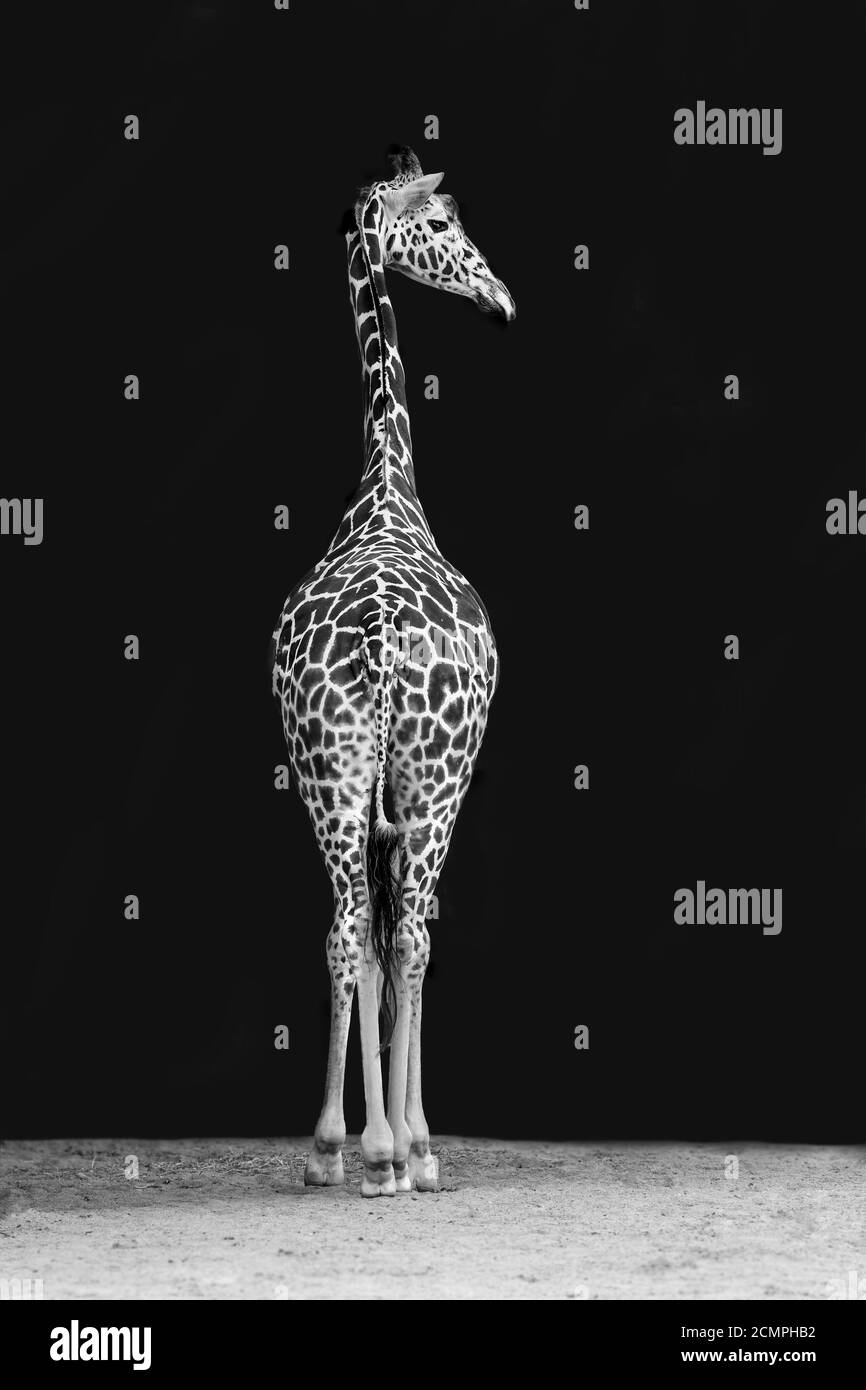 Giraffe african wilderness Black and White Stock Photos & Images - Alamy