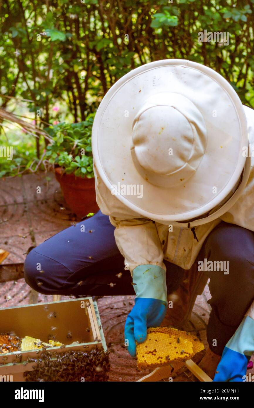 A beekeeper working in house where the bees have put a swarm in a door ...