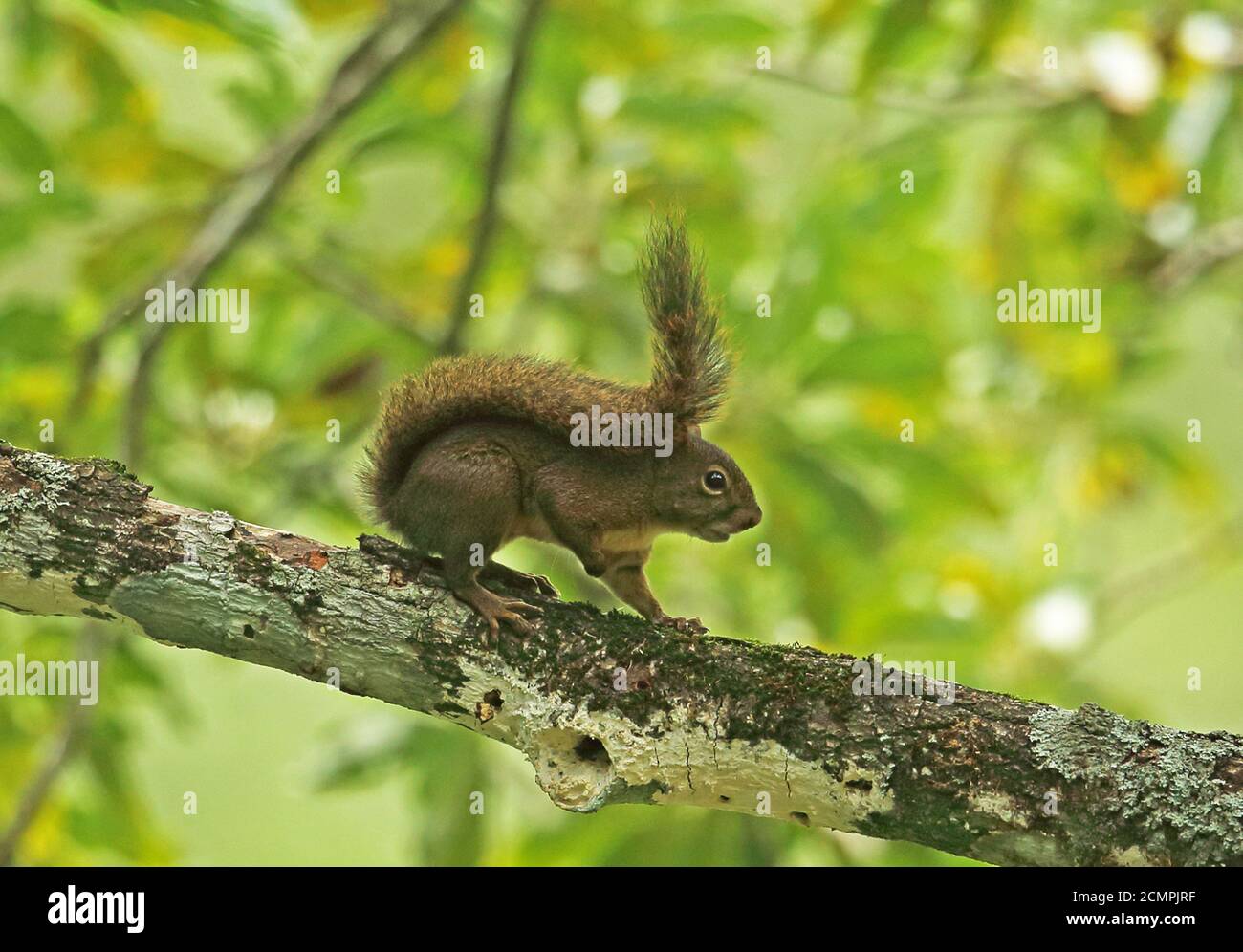 Sciurus aestuans hi-res stock photography and images - Alamy
