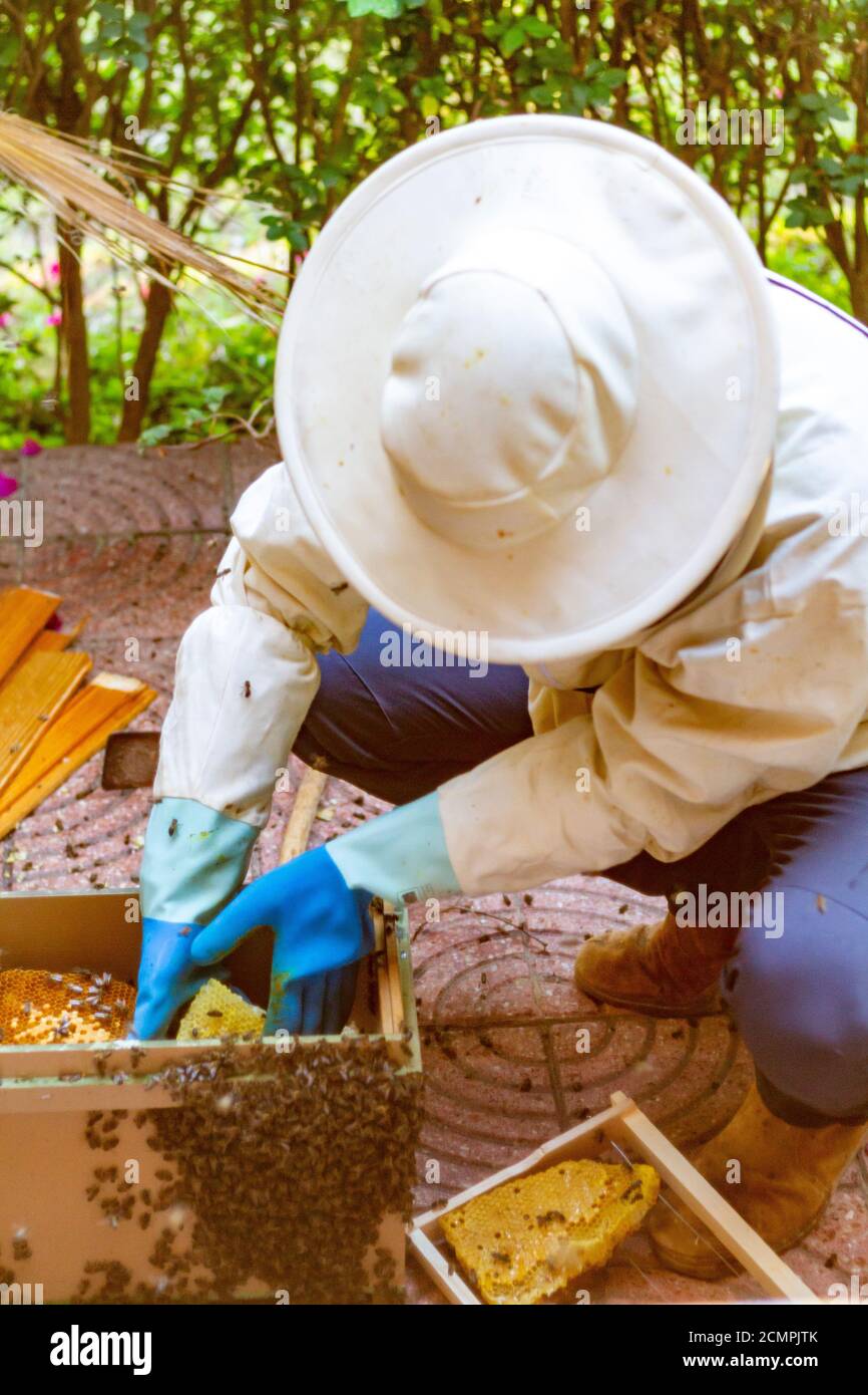 A beekeeper working in house where the bees have put a swarm in a door ...