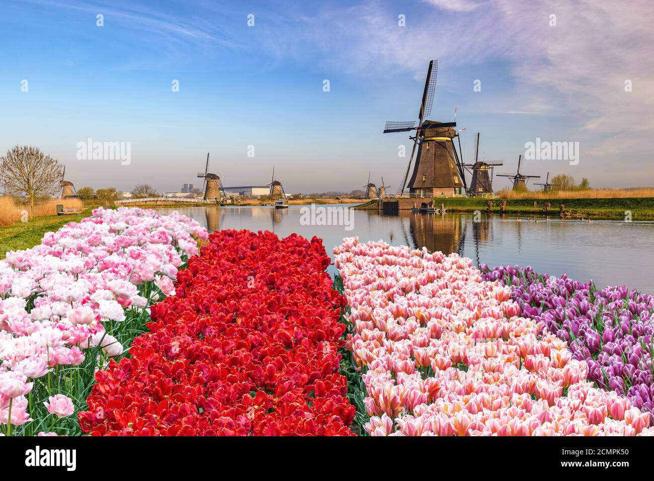 Holland tulip windmill canal hi-res stock photography and images - Alamy