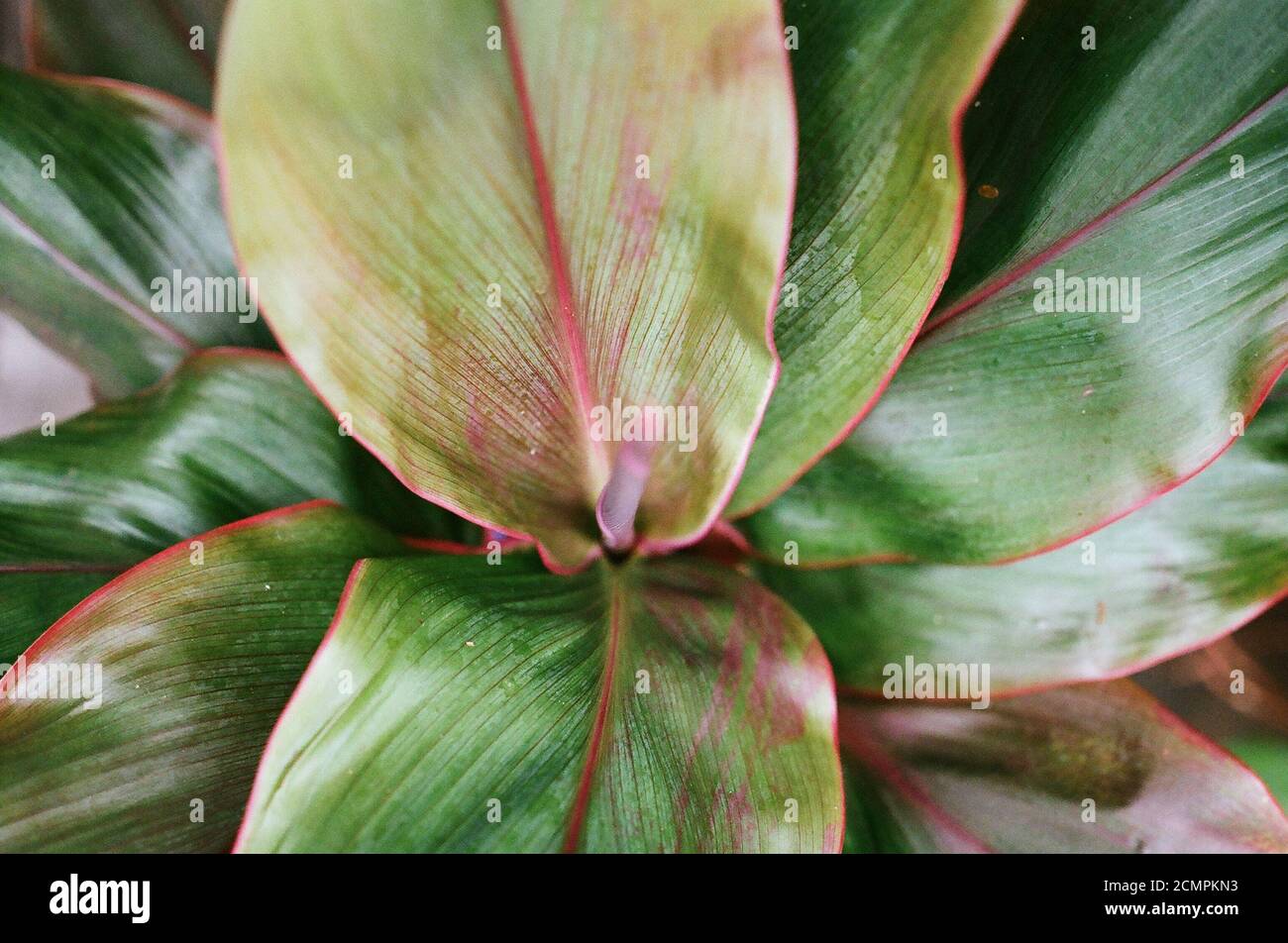 Ti plant hi-res stock photography and images - Alamy