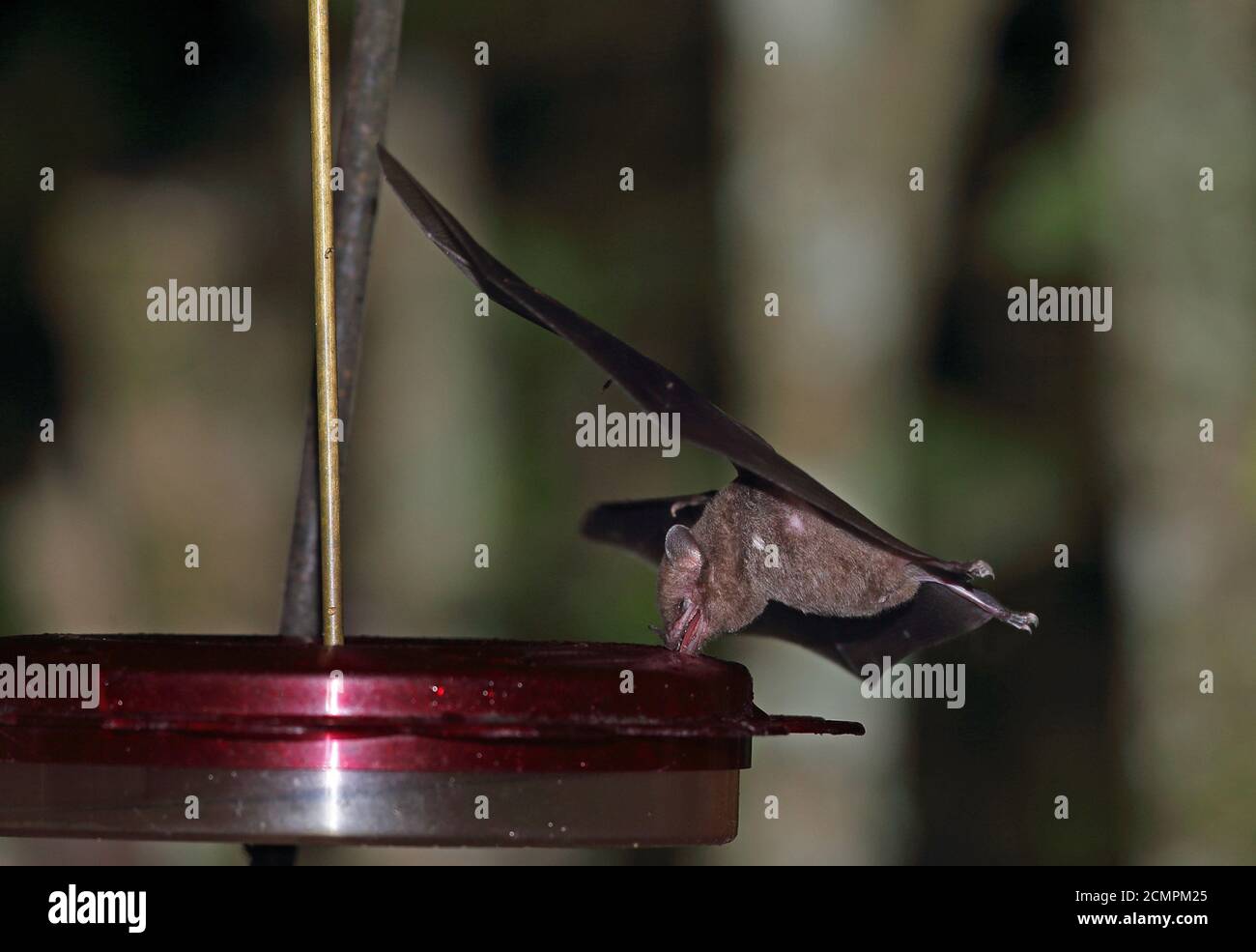 Common Long-tongued Bat (Glossophaga soricina) adult hovering and ...