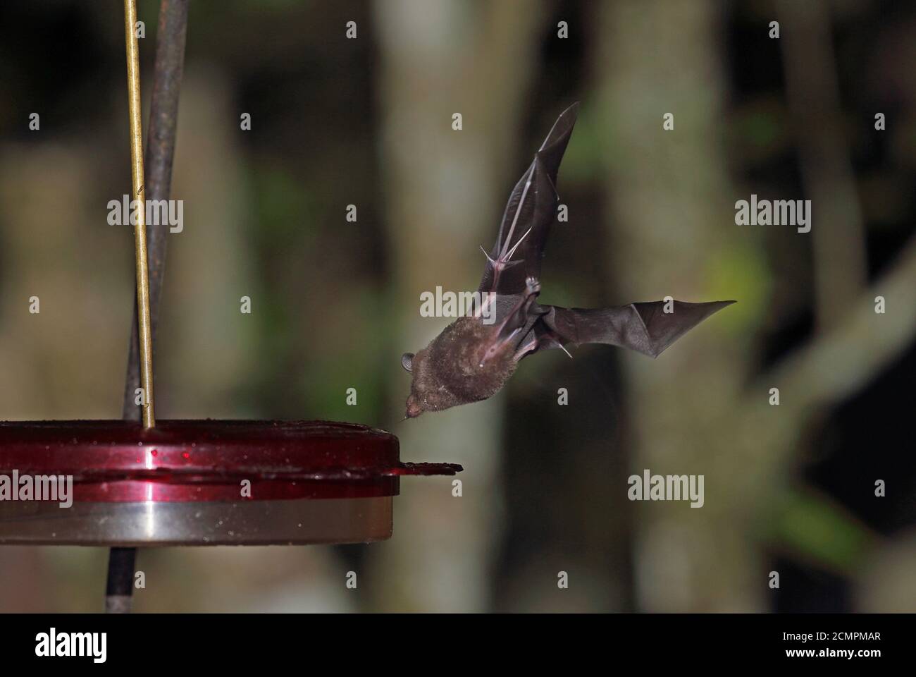 Common Long-tongued Bat (Glossophaga soricina) adult hovering at ...