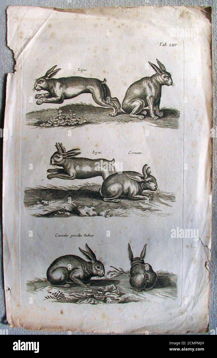 John horns hi-res stock photography and images - Alamy