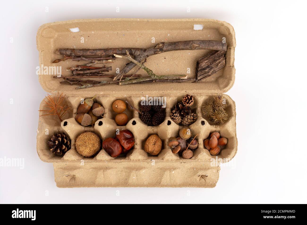 Forest school lesson hi-res stock photography and images - Alamy