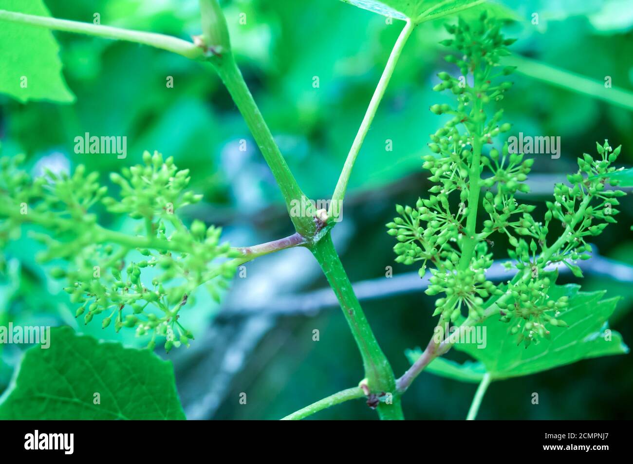 Oregon grape flower field hi-res stock photography and images - Alamy