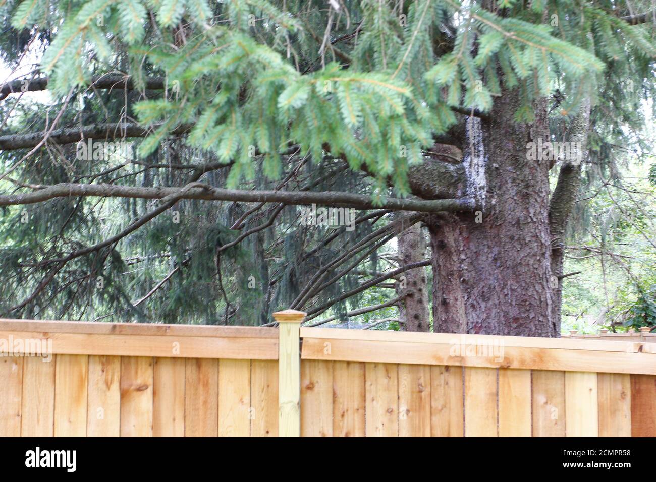 Row of Trees Behind a Fence Stock Photo - Alamy