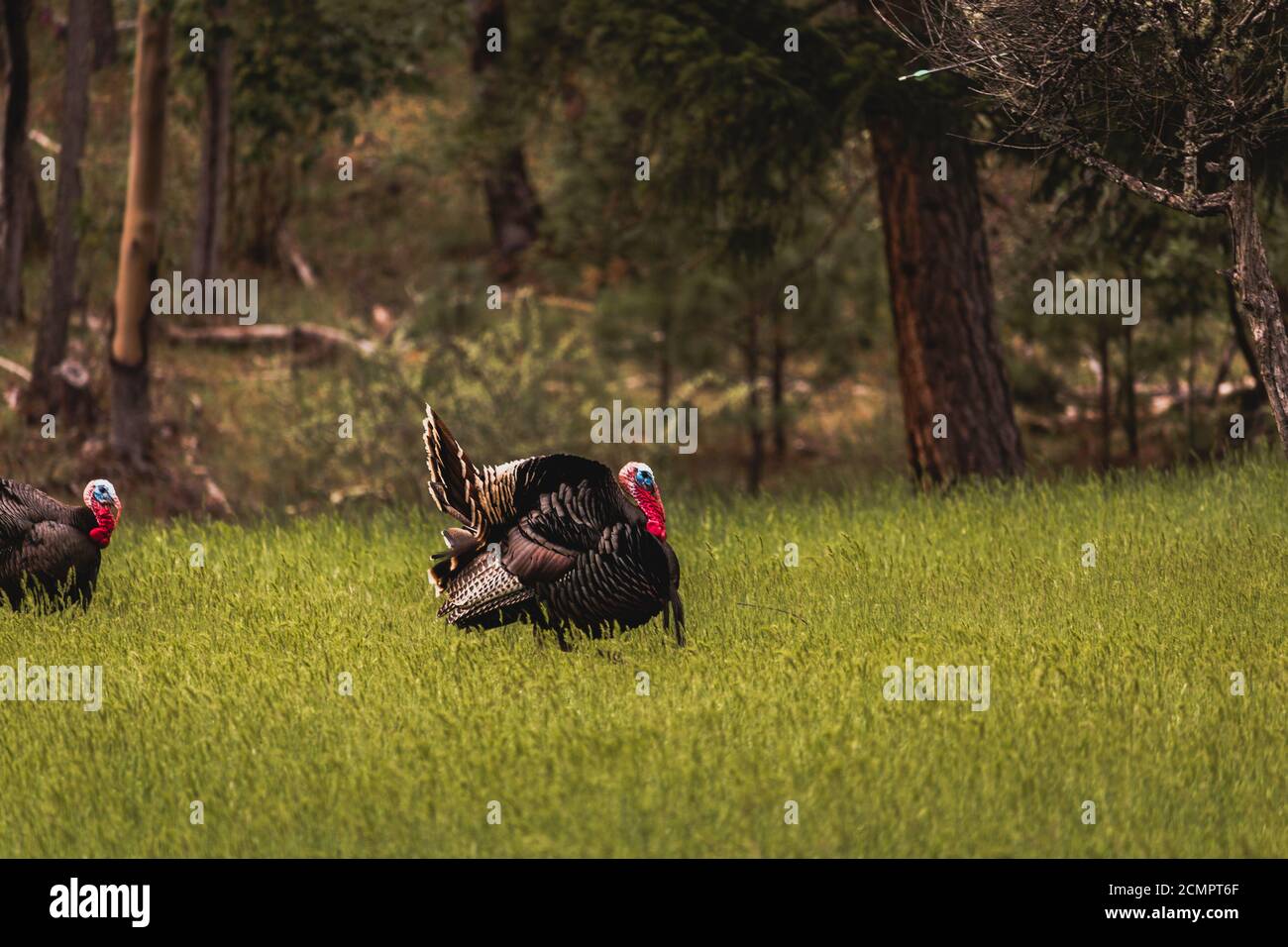 Horizontal image of male tom wild turkey display plume of puffed ...