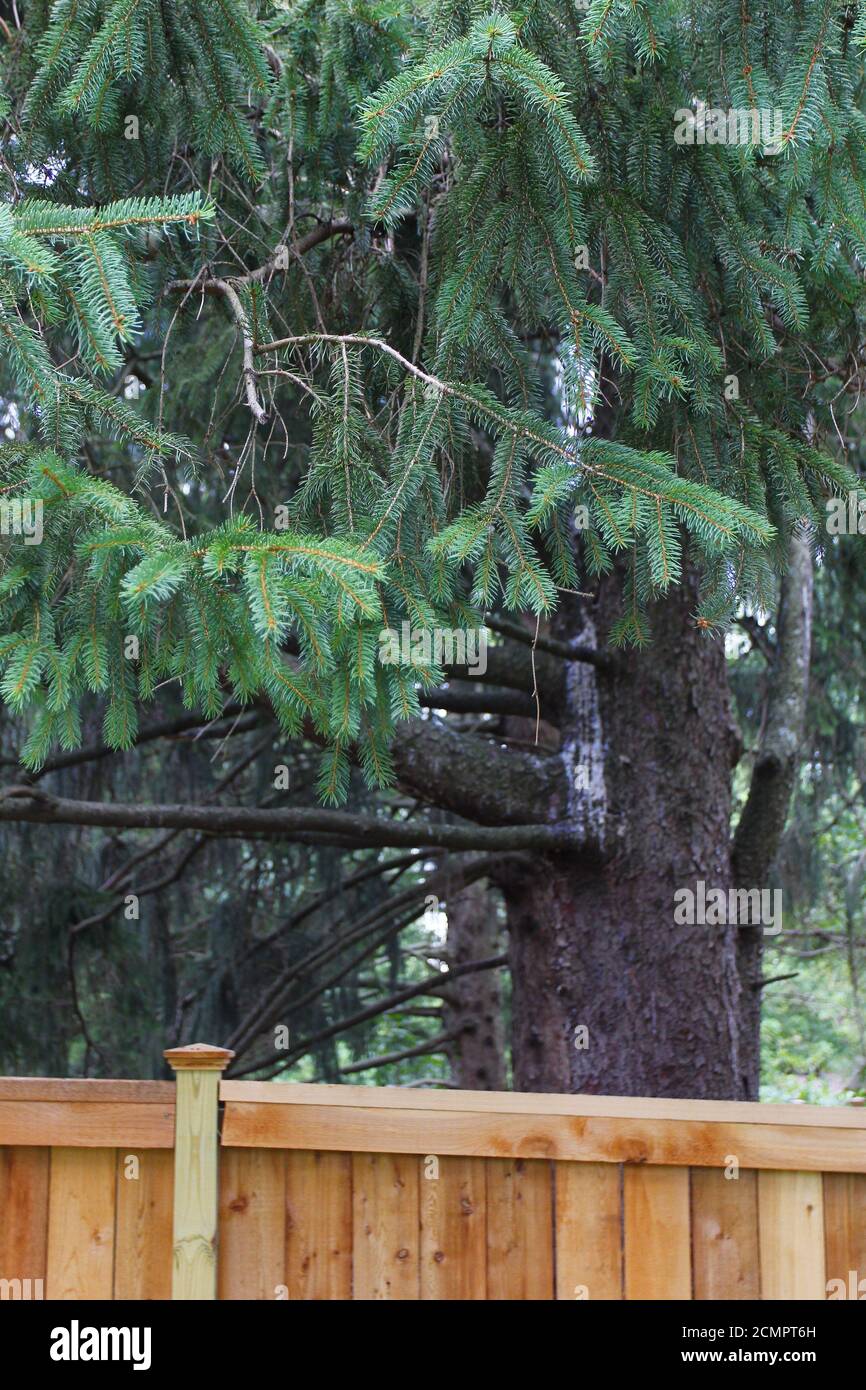 Row of Trees Behind a Fence Stock Photo - Alamy