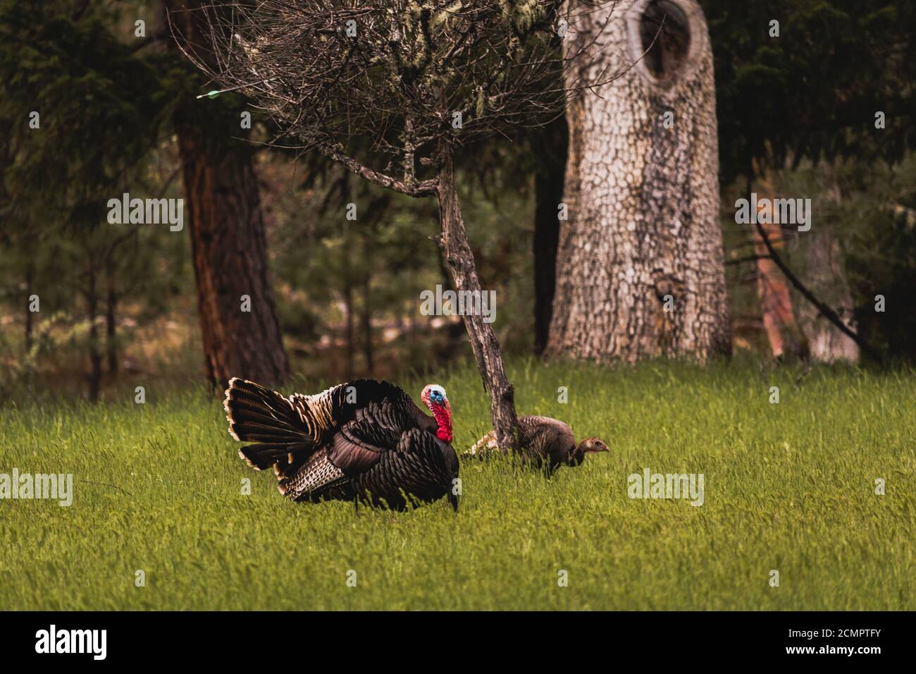 Horizontal image of male tom wild turkey display plume of puffed ...