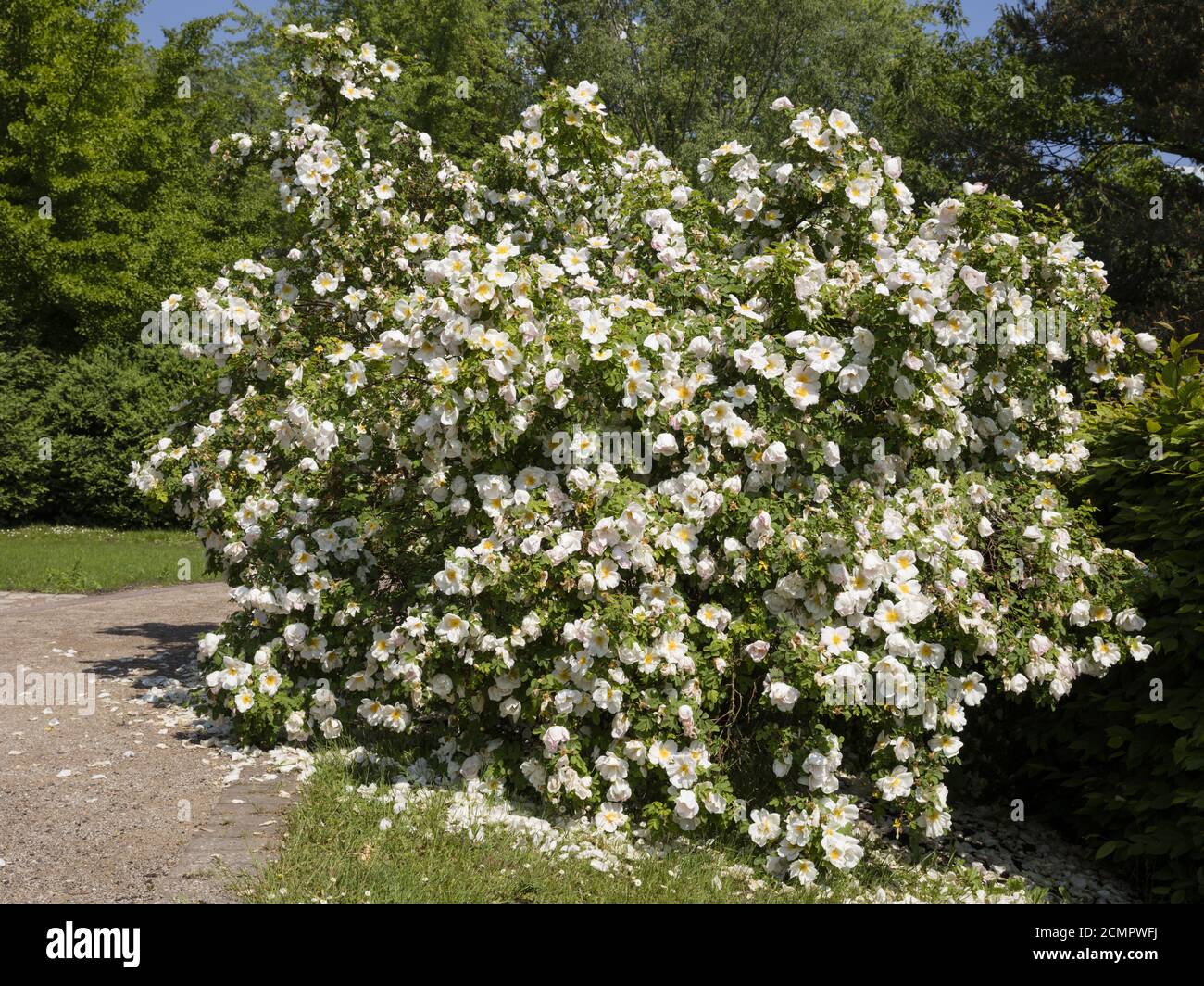 Bush of rosa Stock Photo - Alamy