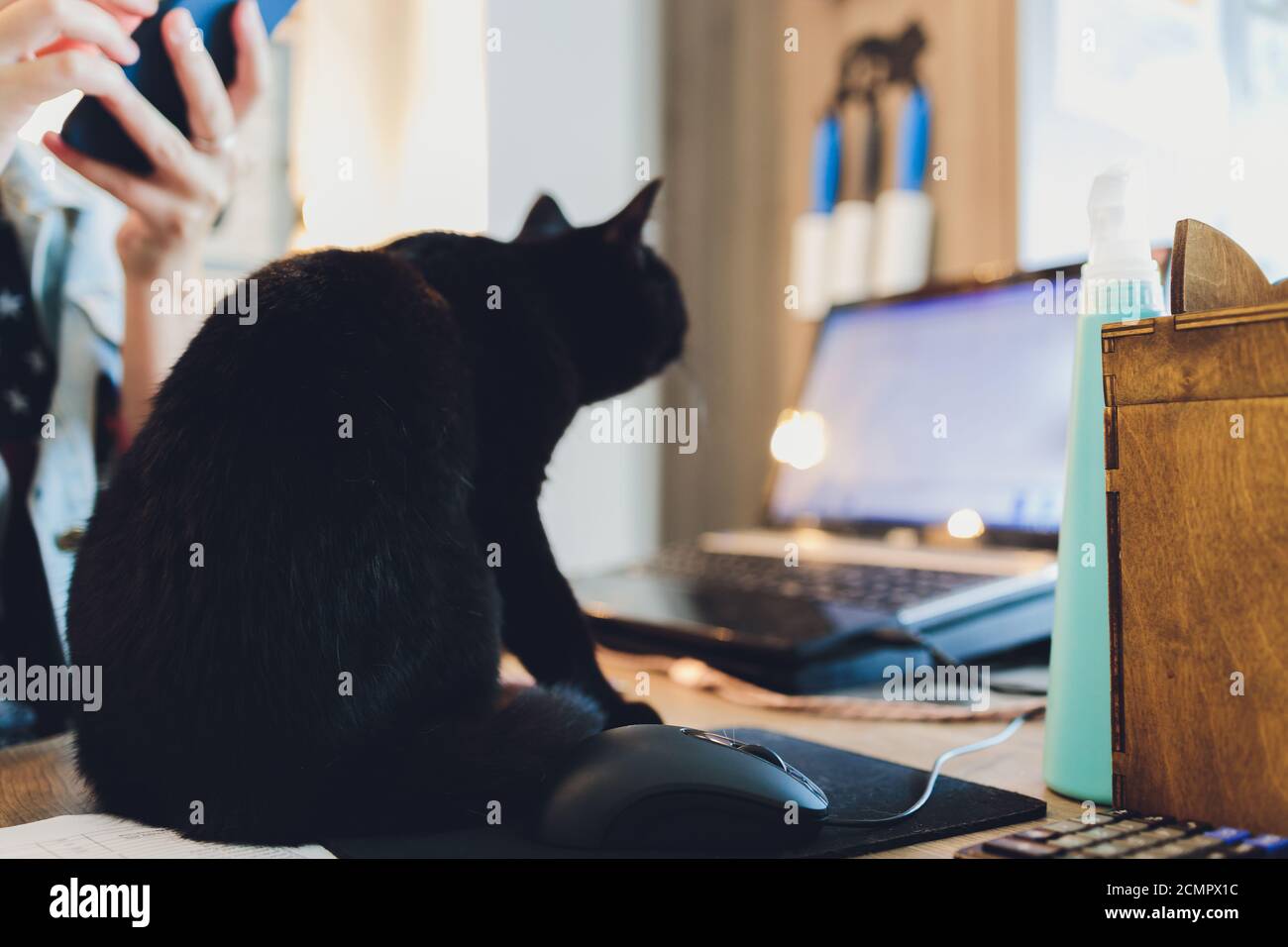 Black cat computer mouse hi-res stock photography and images - Alamy