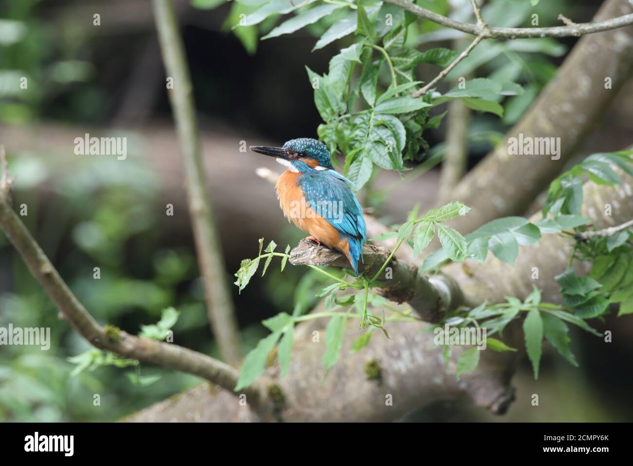 Common Kingfisher (Alcedo atthis), Eurasian kingfisher Stock Photo - Alamy