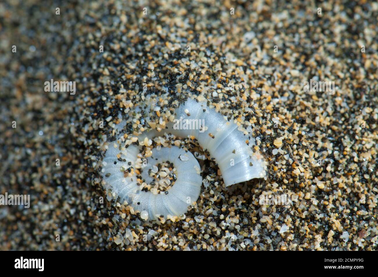 Internal shell of spirula Spirula spirula in the beach of Cofete ...
