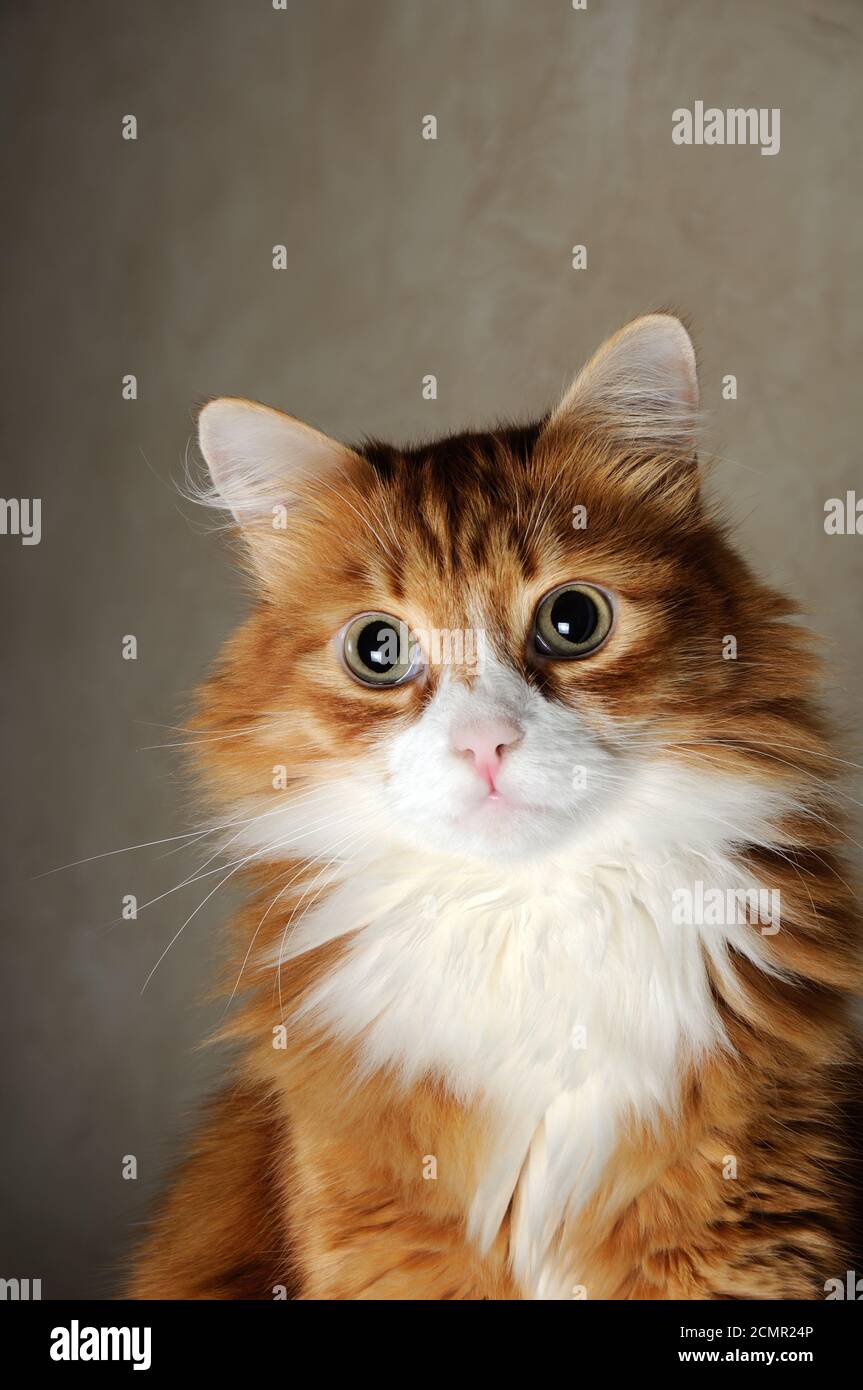 Big headed cat hi-res stock photography and images - Alamy