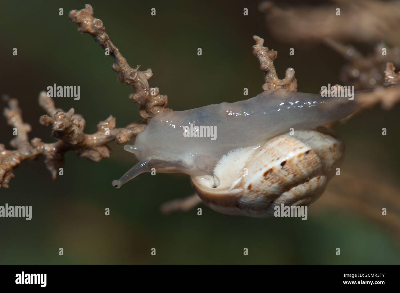 Oliva species hi-res stock photography and images - Alamy