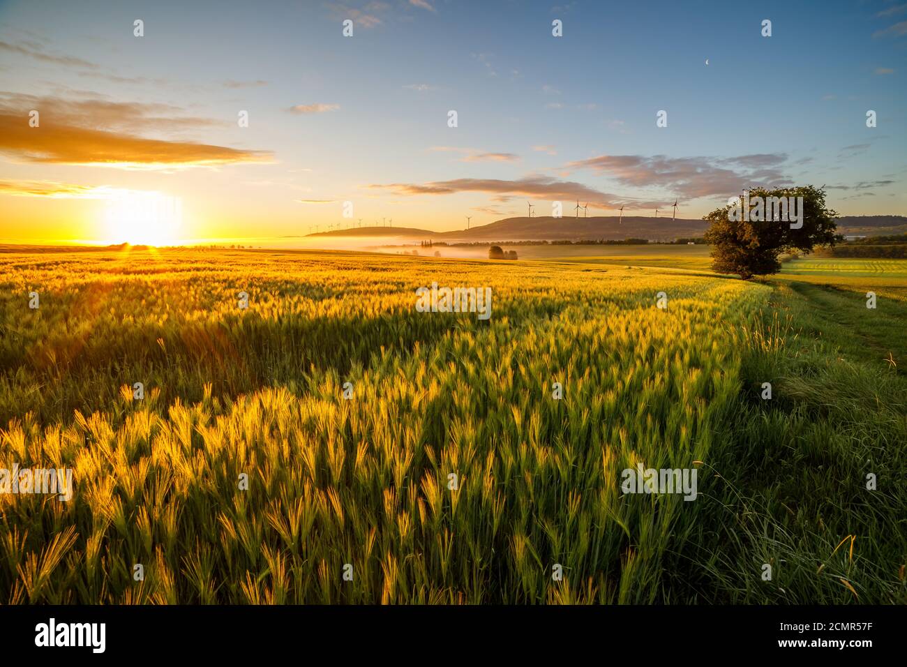 Breathtaking sunset view over the crop field Stock Photo - Alamy