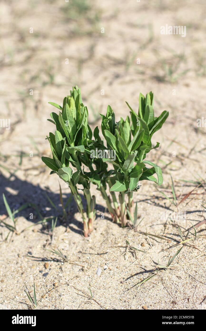 Dune plant growing in the sand at Loyola Beach in Chicago, Illinois ...