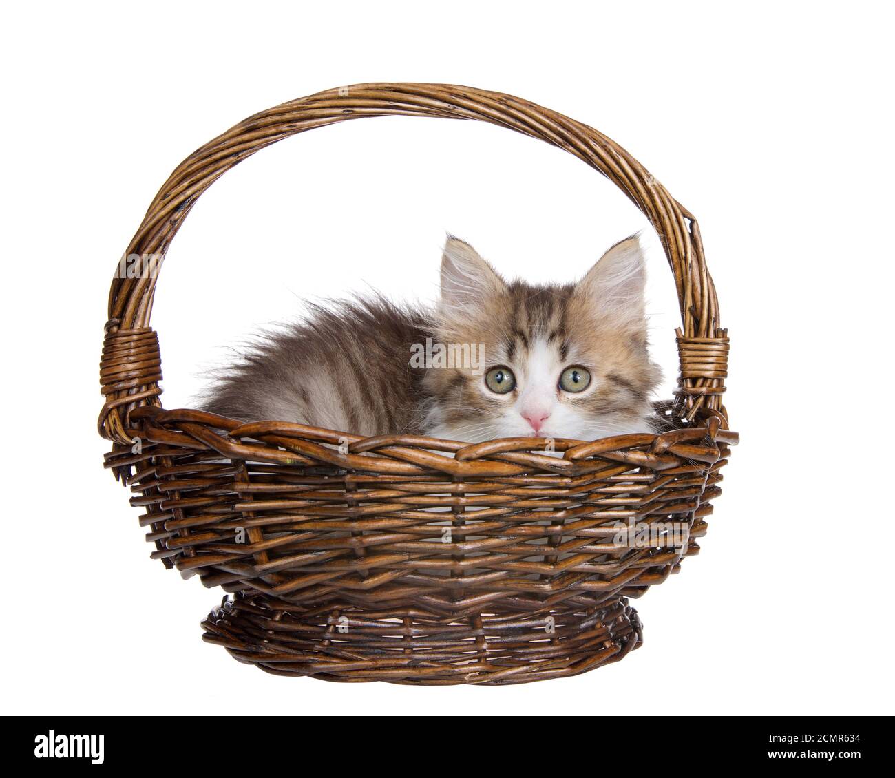 Brown and white long haired Norwegian Forrest Cat kitten crouched down ...