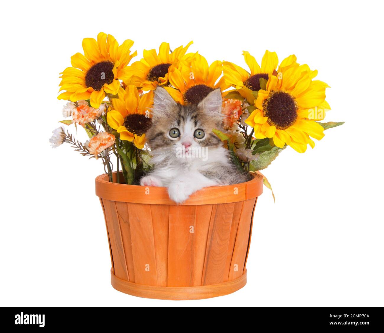 Norwegian Forrest Cat kitten peaking out of an orange basket with ...