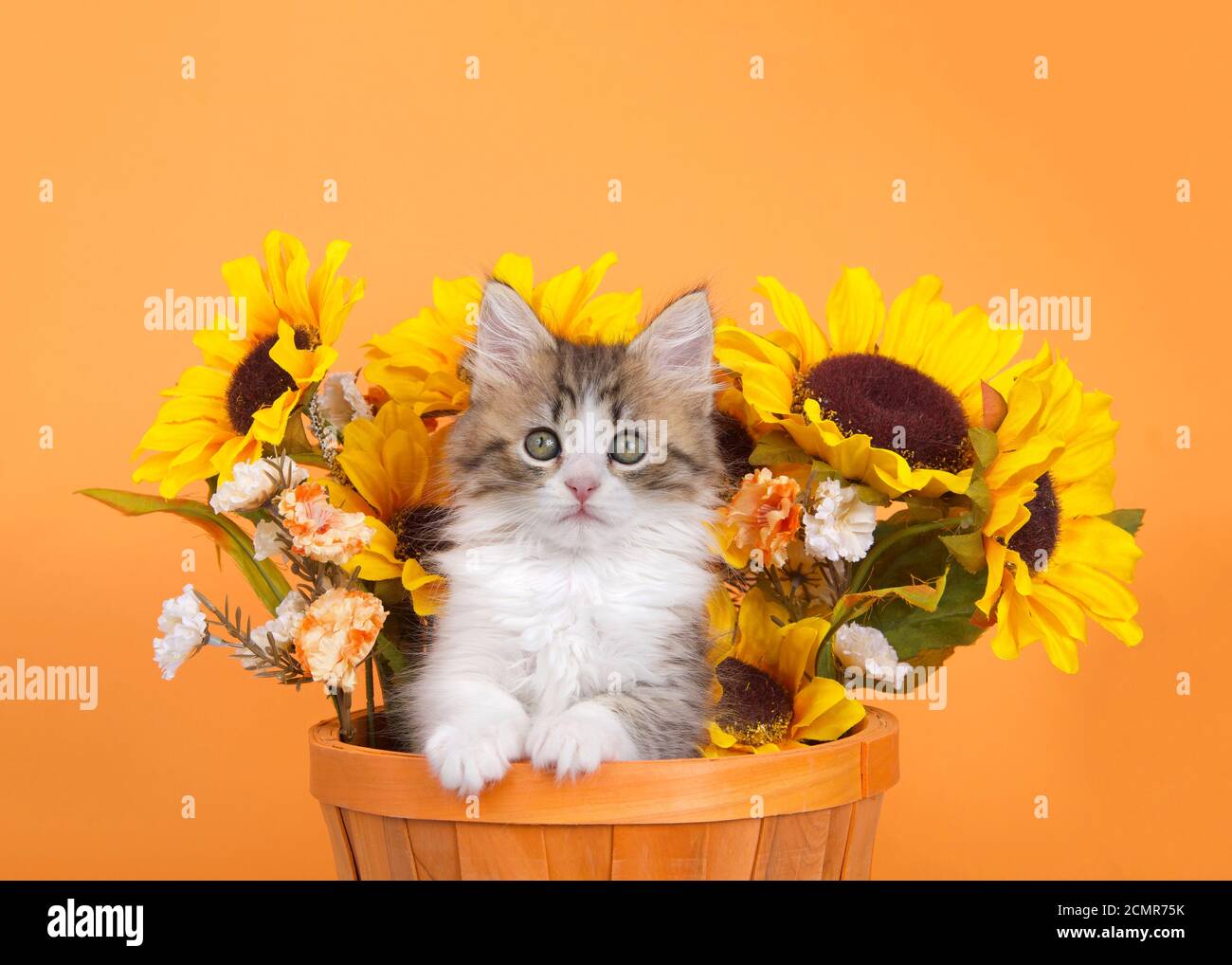 Norwegian Forrest Cat kitten peaking out of an orange basket with ...