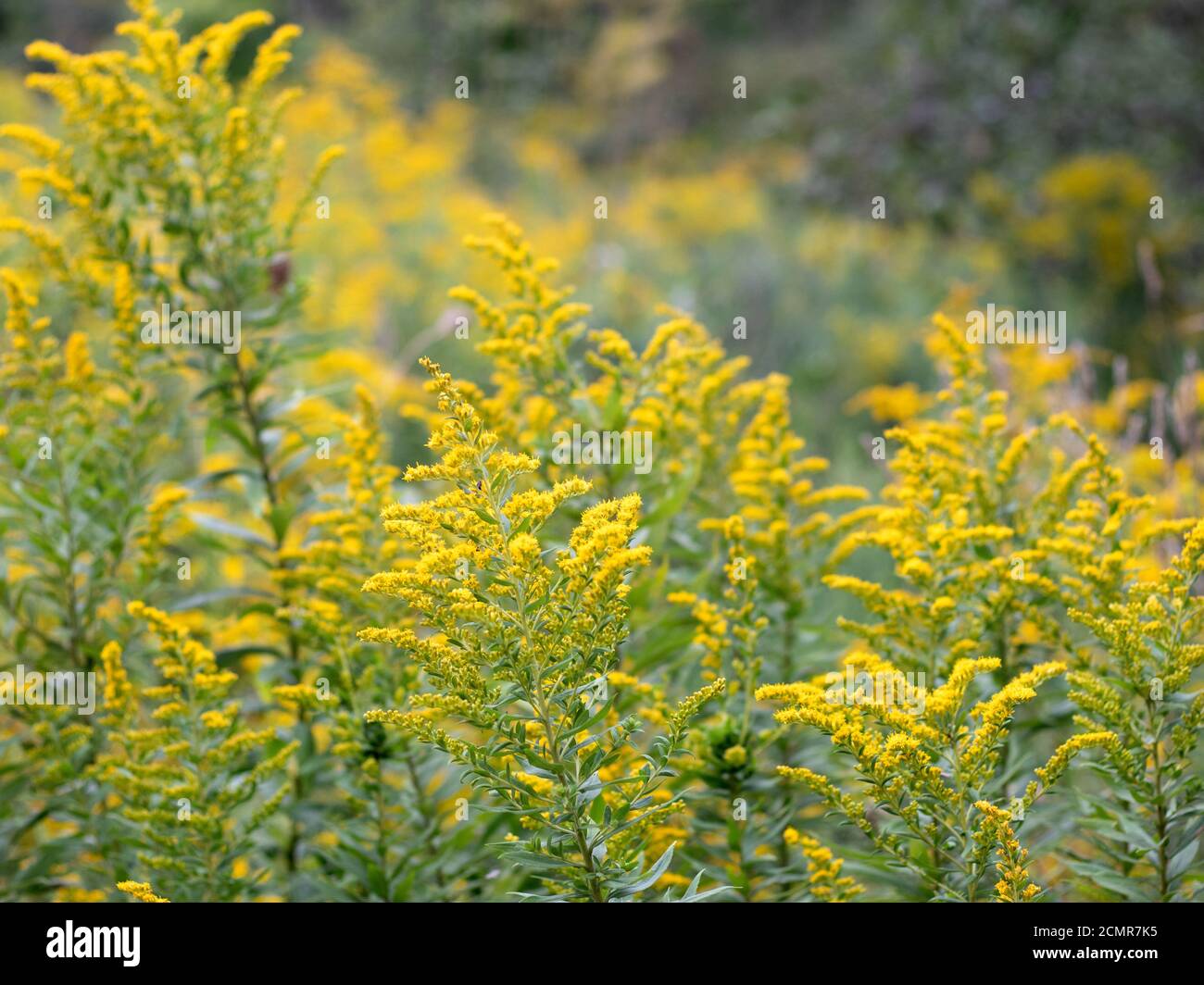 wild yellow flowers Stock Photo - Alamy