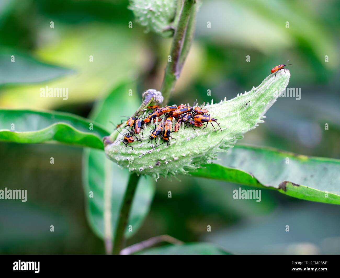 bugs on a plant Stock Photo - Alamy