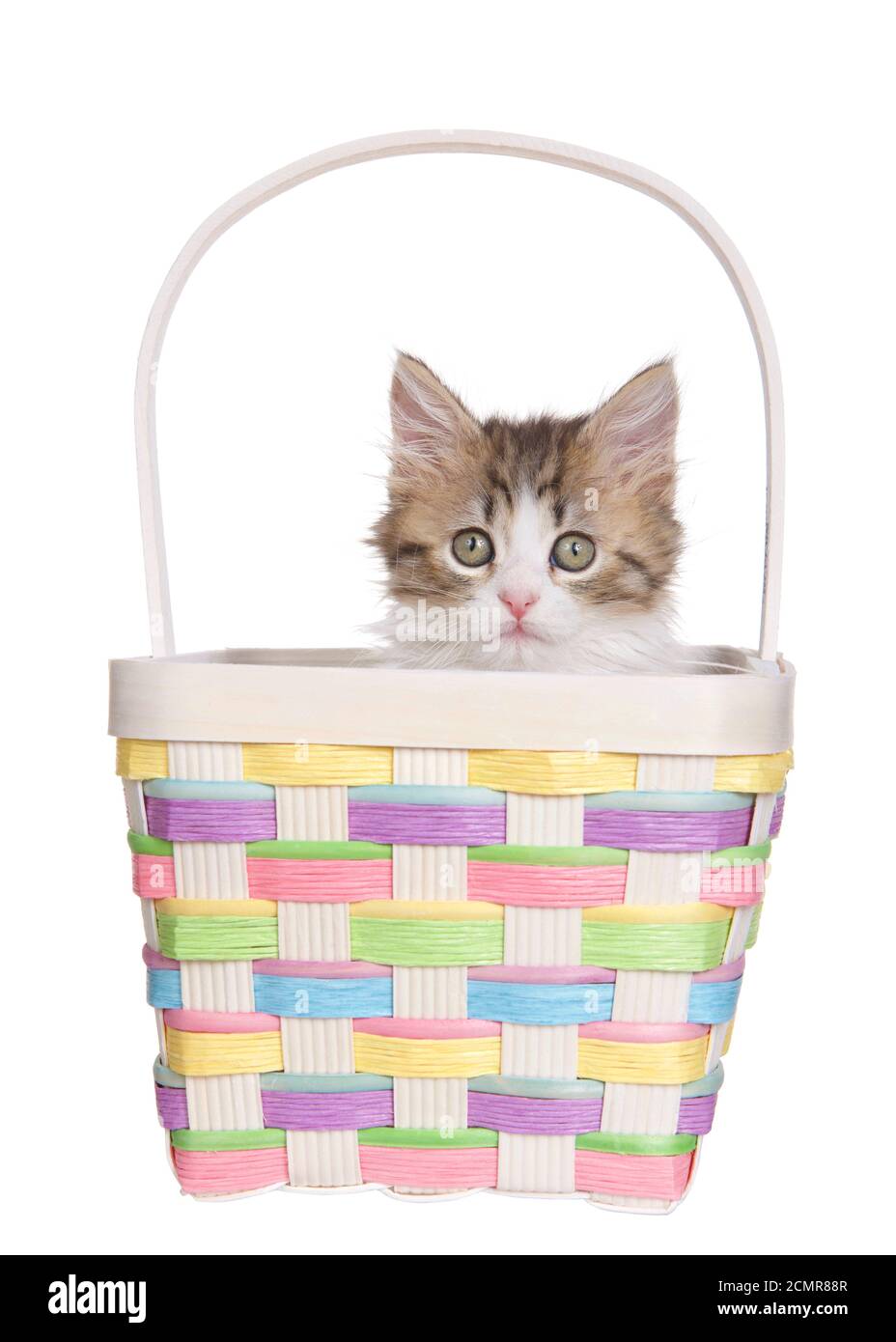 Close up cat waiting Cut Out Stock Images & Pictures - Alamy