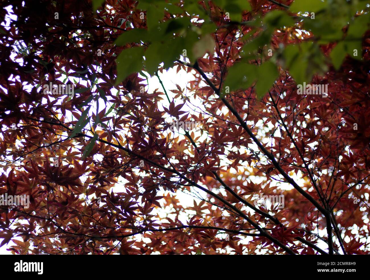 peak of the sky from maple trees Stock Photo - Alamy