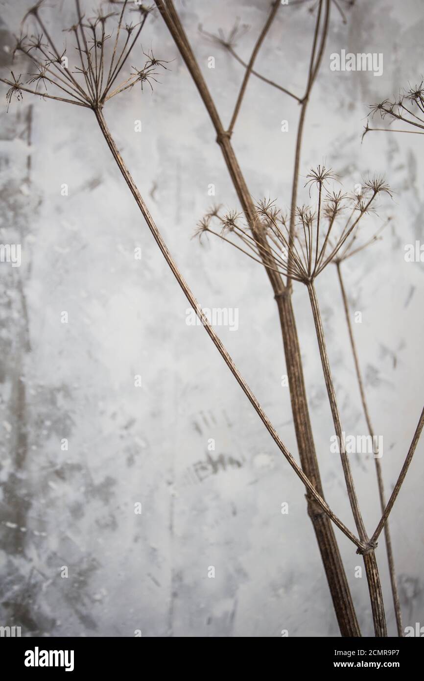 Plant wall texture hi-res stock photography and images - Alamy